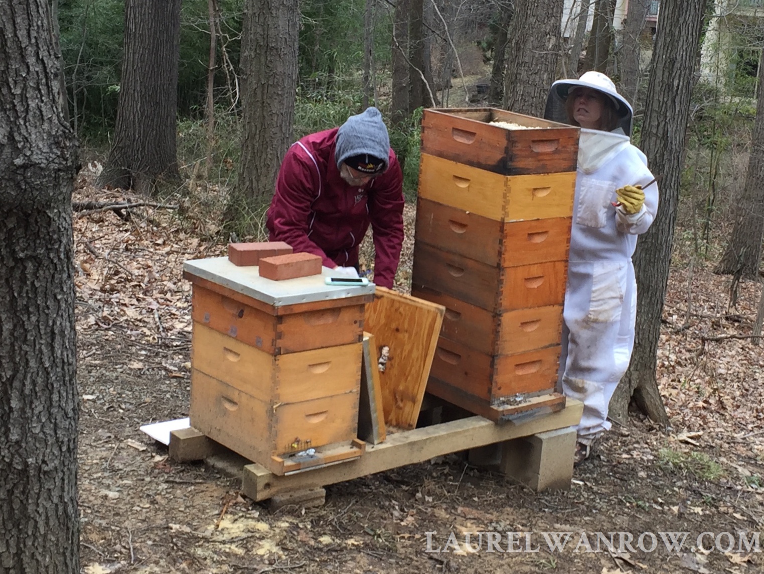 Beekeepers With Honeybee Hives Laurel Wanrow