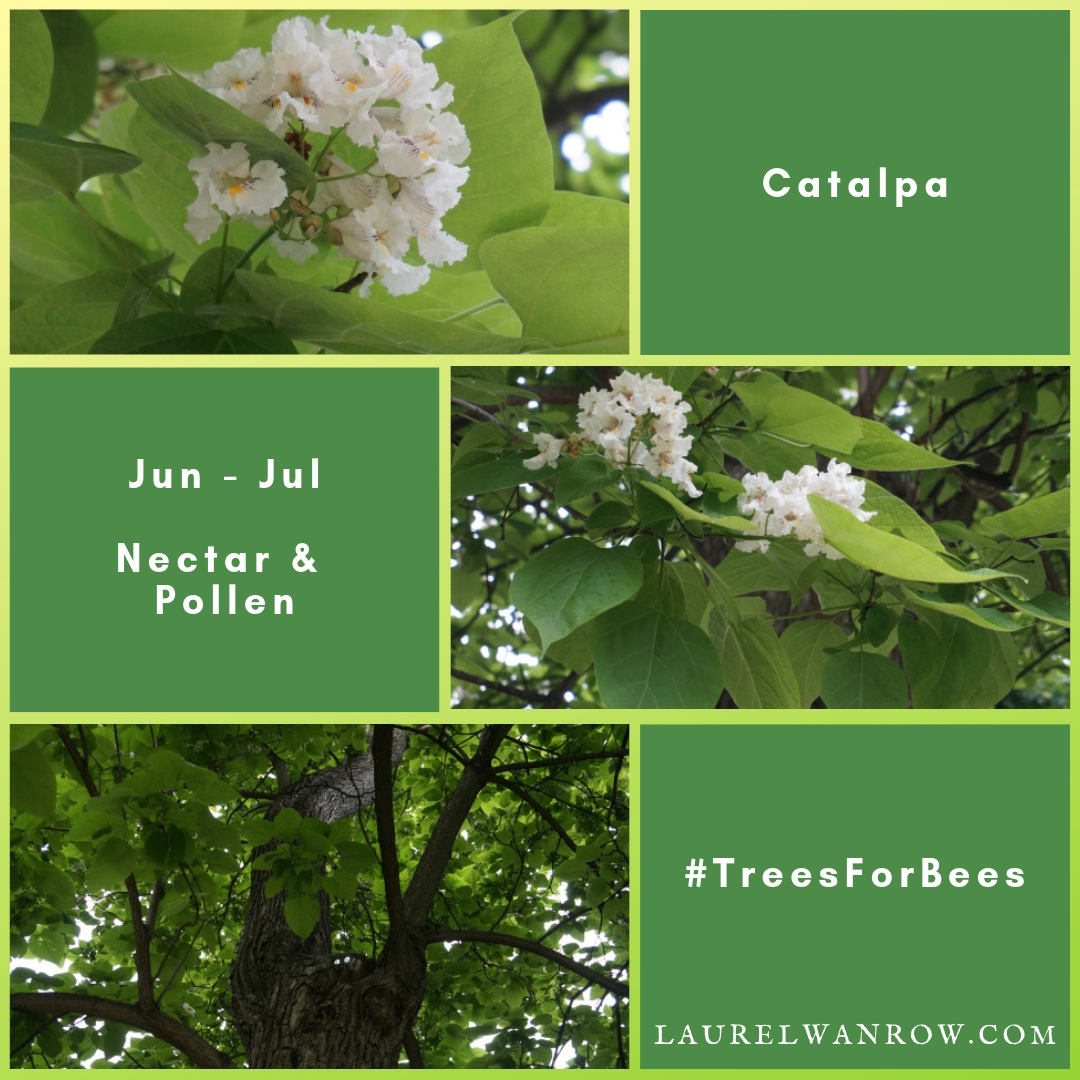 Trees for Bees: Catalpa – Laurel Wanrow