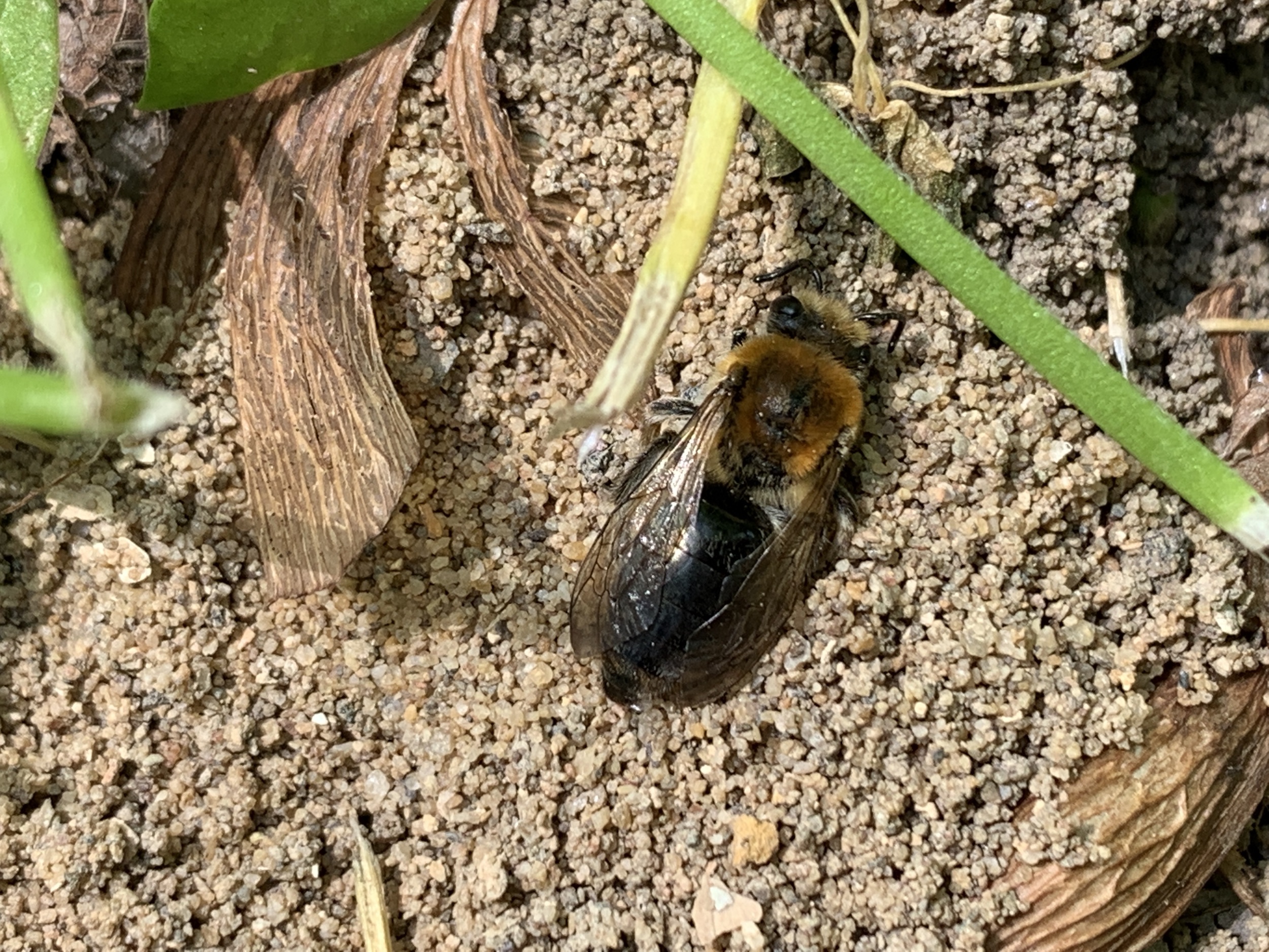 Miner Bee – Laurel Wanrow