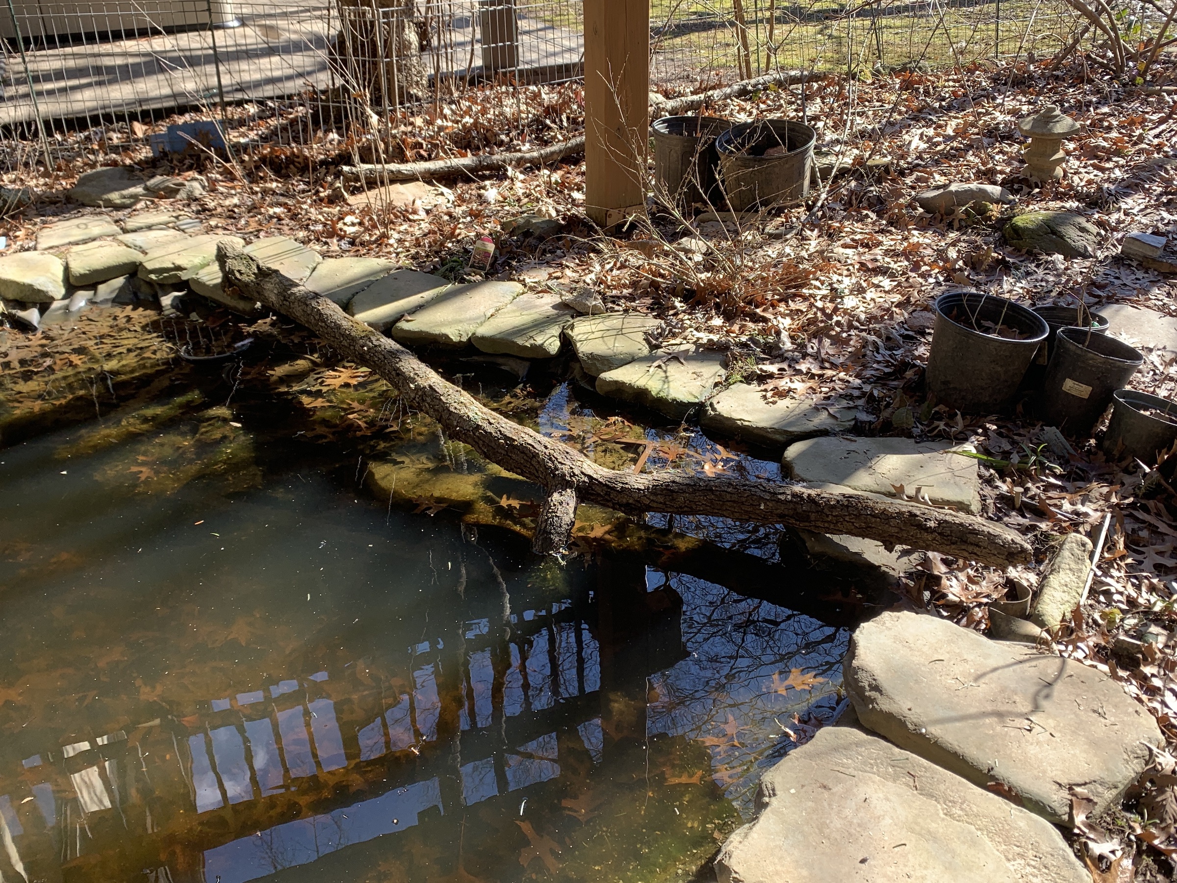 log over pond – Laurel Wanrow